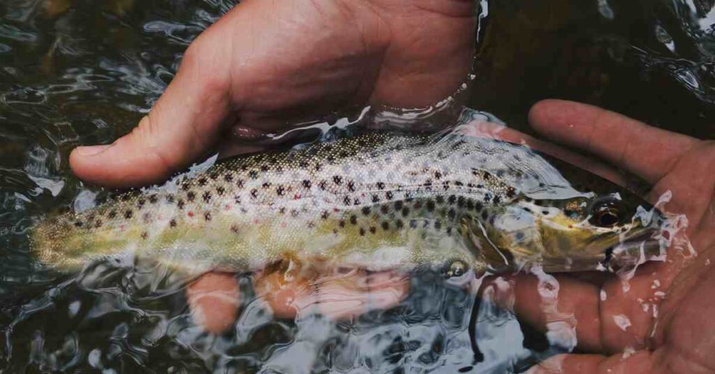 Fly Fishing Estes Park: An Introduction to 3 Commons Types of Fly ...