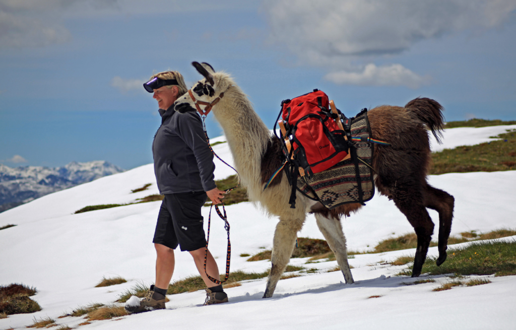 Why a Colorado Llama Hike is a Must-Do