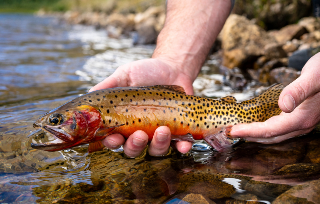 Estes Park Fishing Report, Big Thompson River Fishing Report